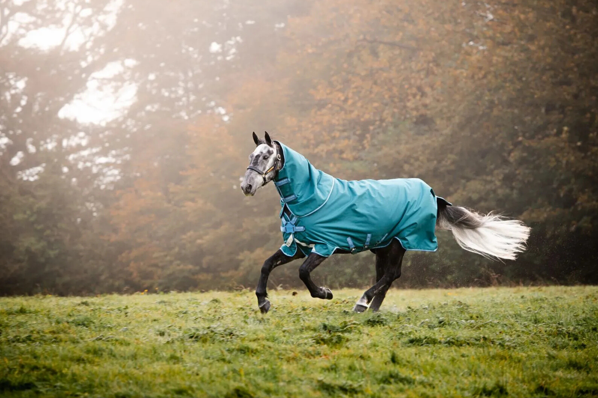 Horse Blankets & Sheets - Turnout Rugs, Stable Rugs & Coolers – M & M ...
